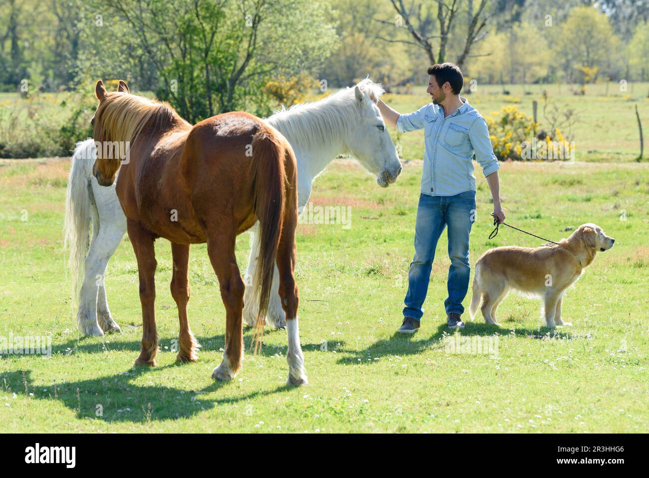 handsome young man walking with a horse and a dog Stock Photo - Alamy