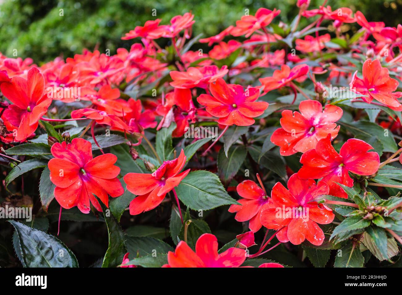 Red impatiens flowers Stock Photo - Alamy