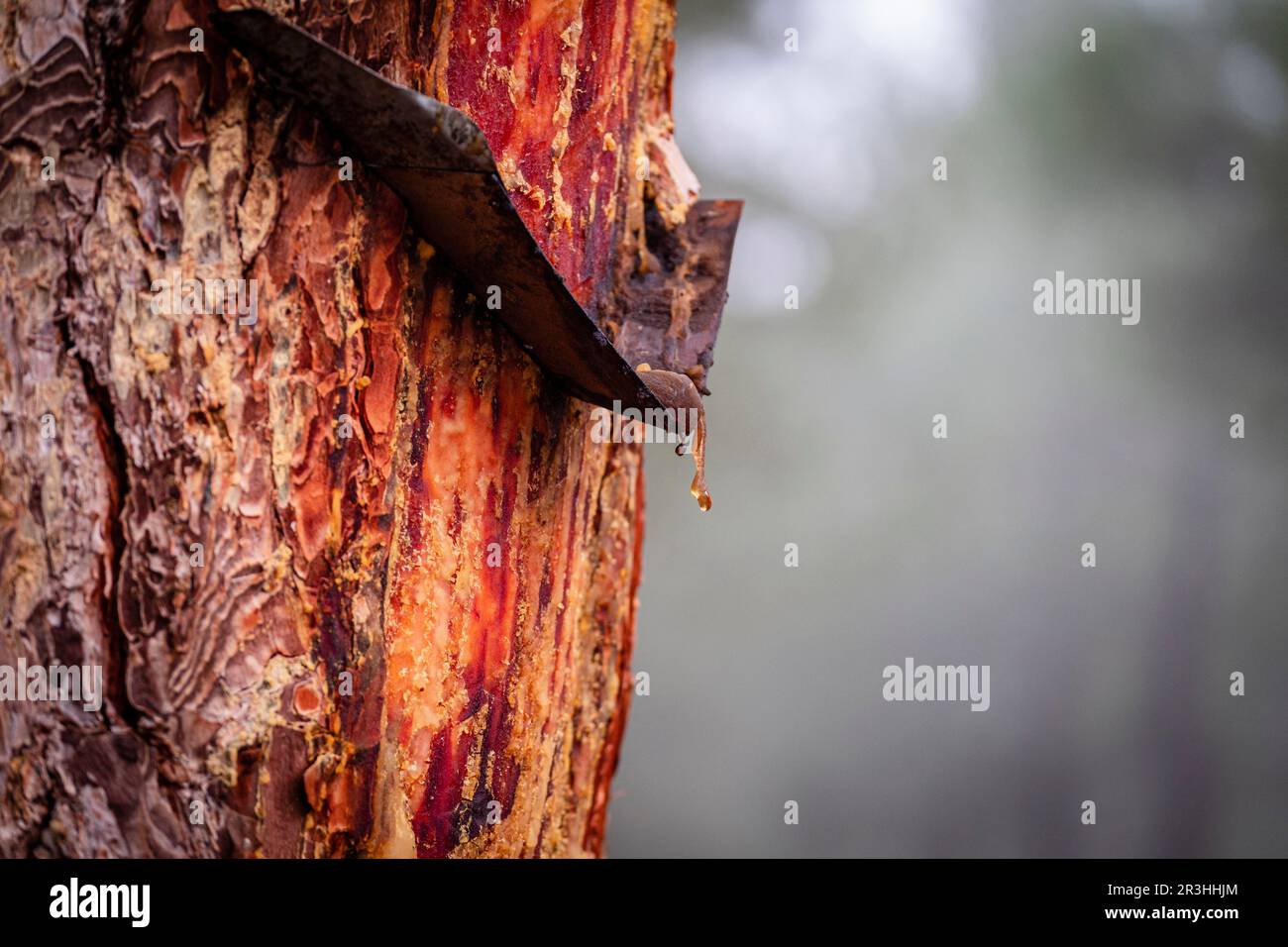resin extraction in a Pinus pinaster forest, Montes de Coca, Segovia ...