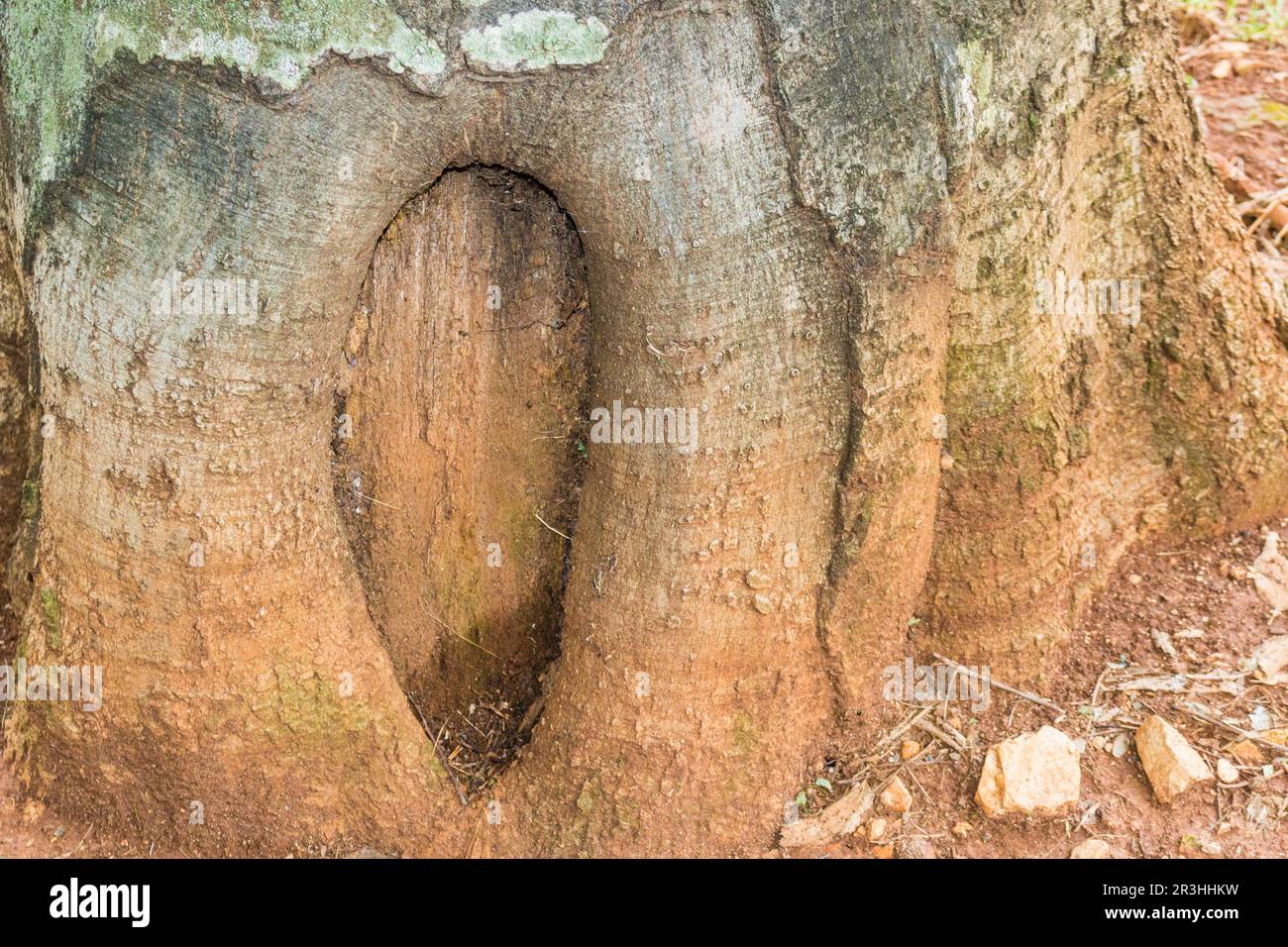 Wood stump hole in hi-res stock photography and images - Alamy