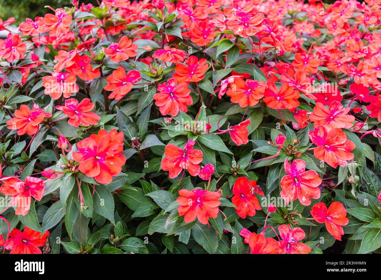 Impatiens flowers hi-res stock photography and images - Alamy