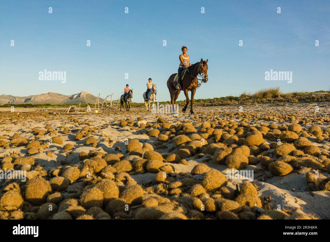 bolas de posidonia, playa de Es Dolç, dunas de Son Real, bahia de ...