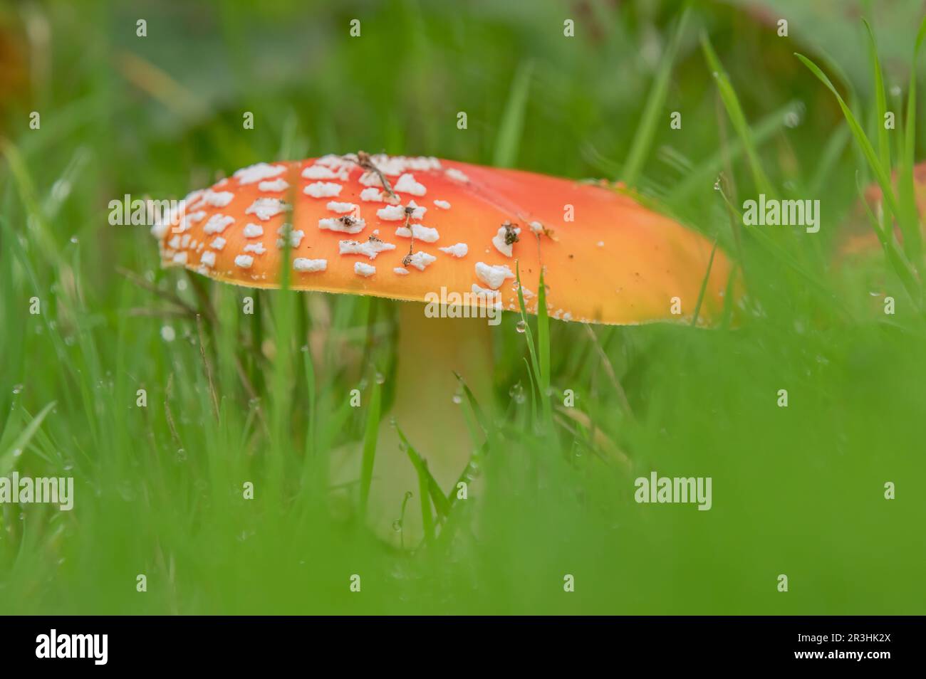 Toadstool lawn hi-res stock photography and images - Alamy