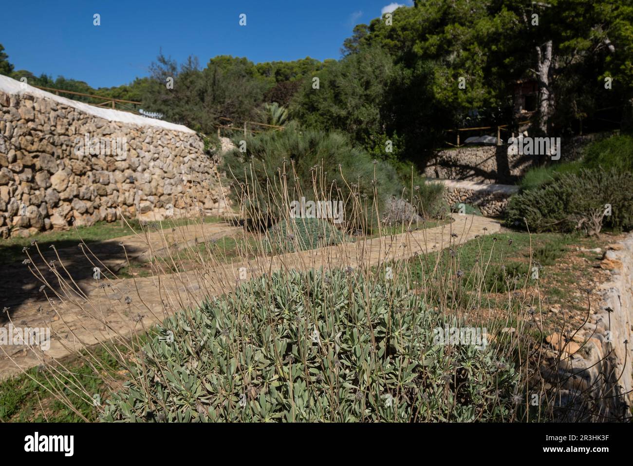 Mediterranean garden of native plants, Sa Dragonera natural park ...