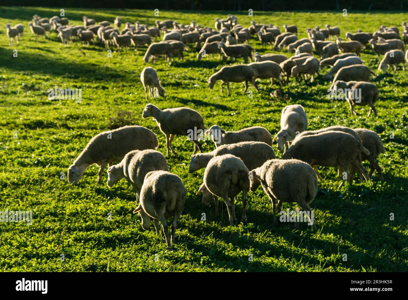 Ovejas y cerca hi-res stock photography and images - Alamy