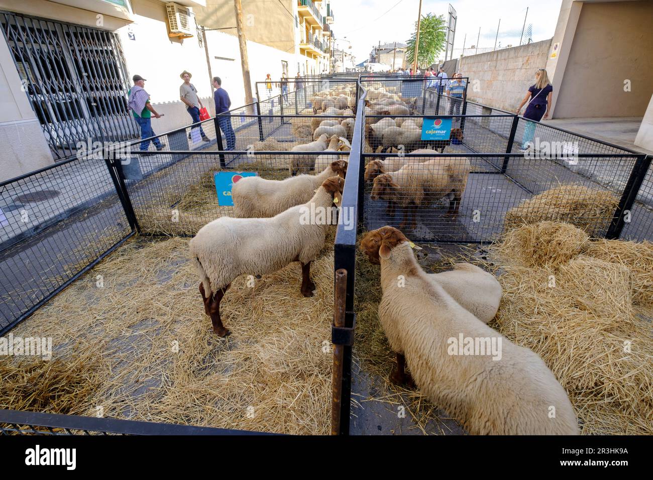 Oveja roja hi-res stock photography and images - Alamy