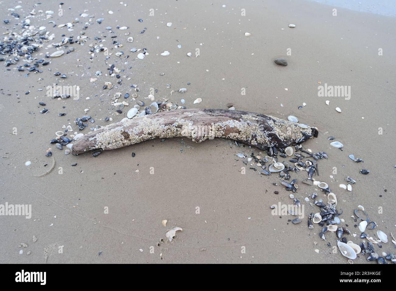 Flotsam on the beach, Natura 2000, Oststrand SwinemÃ¼nde Stock Photo ...