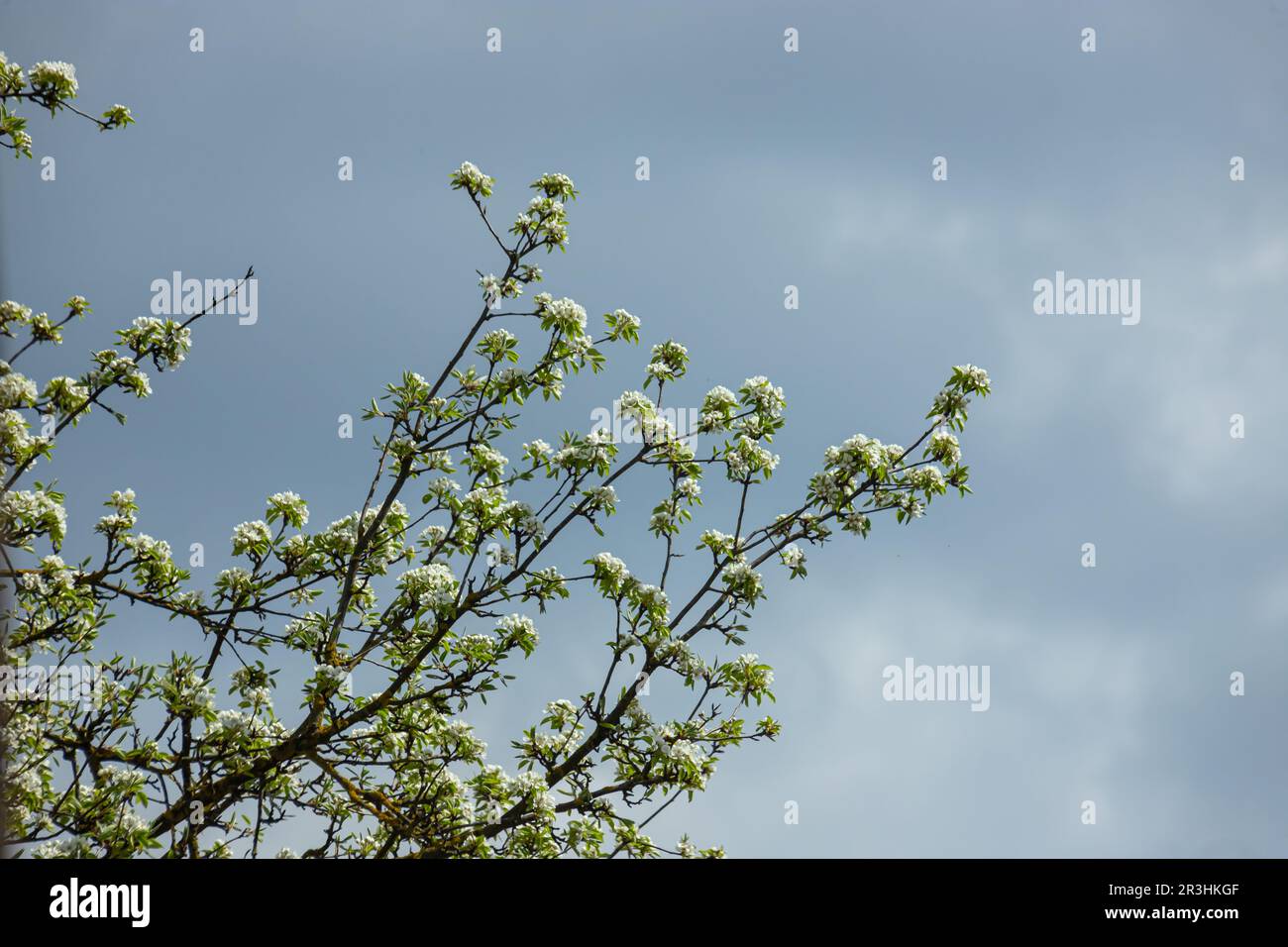 Pear tree flowers up close. white flowers and buds of the fruit tree ...