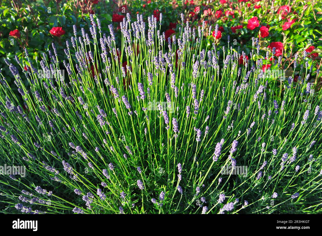 Summer bed with lavender and roses Stock Photo - Alamy