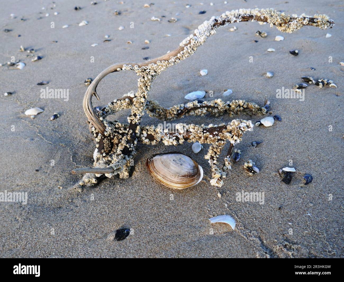 Flotsam on the beach Stock Photo - Alamy
