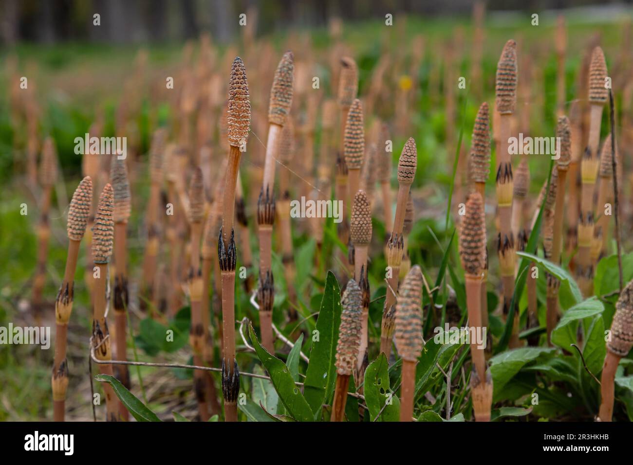 Equisetum arvense, the field horsetail or common horsetail, is an ...