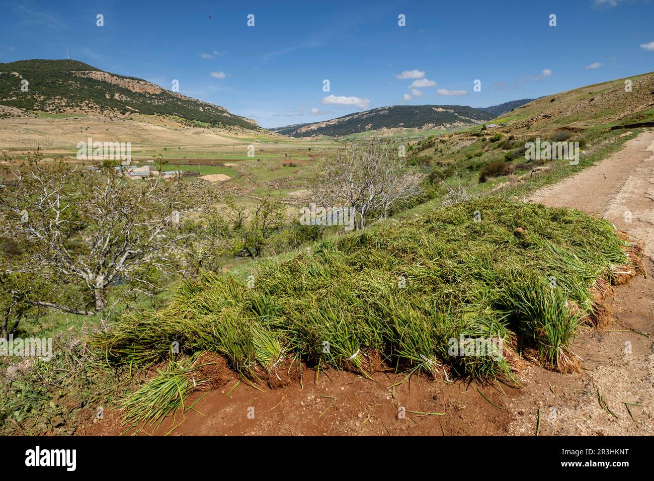 Ifran morocco hi-res stock photography and images - Alamy