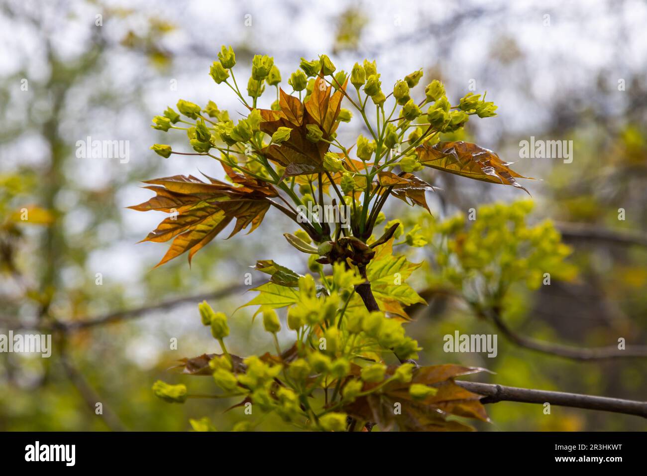 The maple Acer platanoides blooms before the leaves bloom. Yellow ...