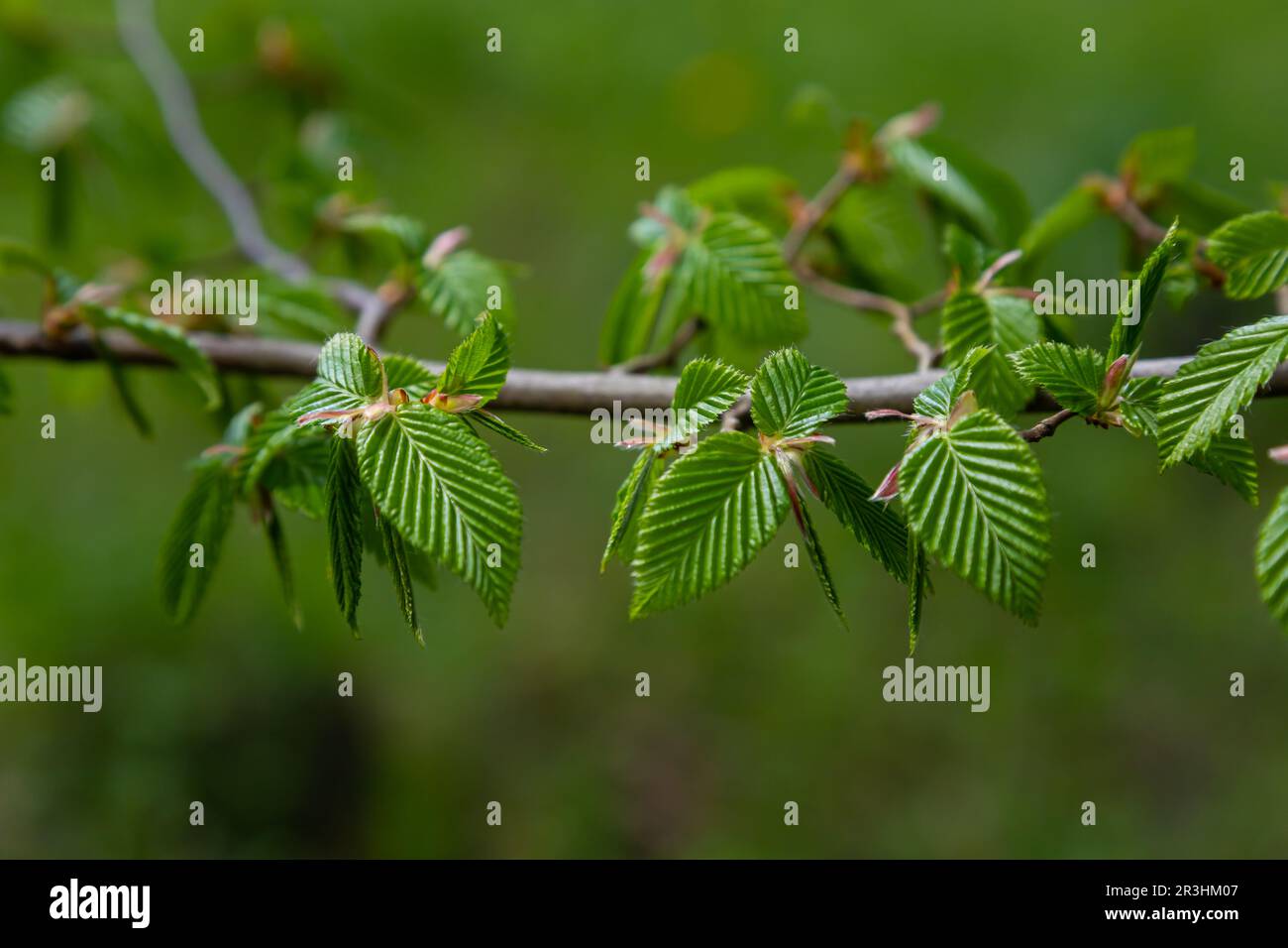 Hornbeam leaf in the sun. Hornbeam tree branch with fresh green leaves ...