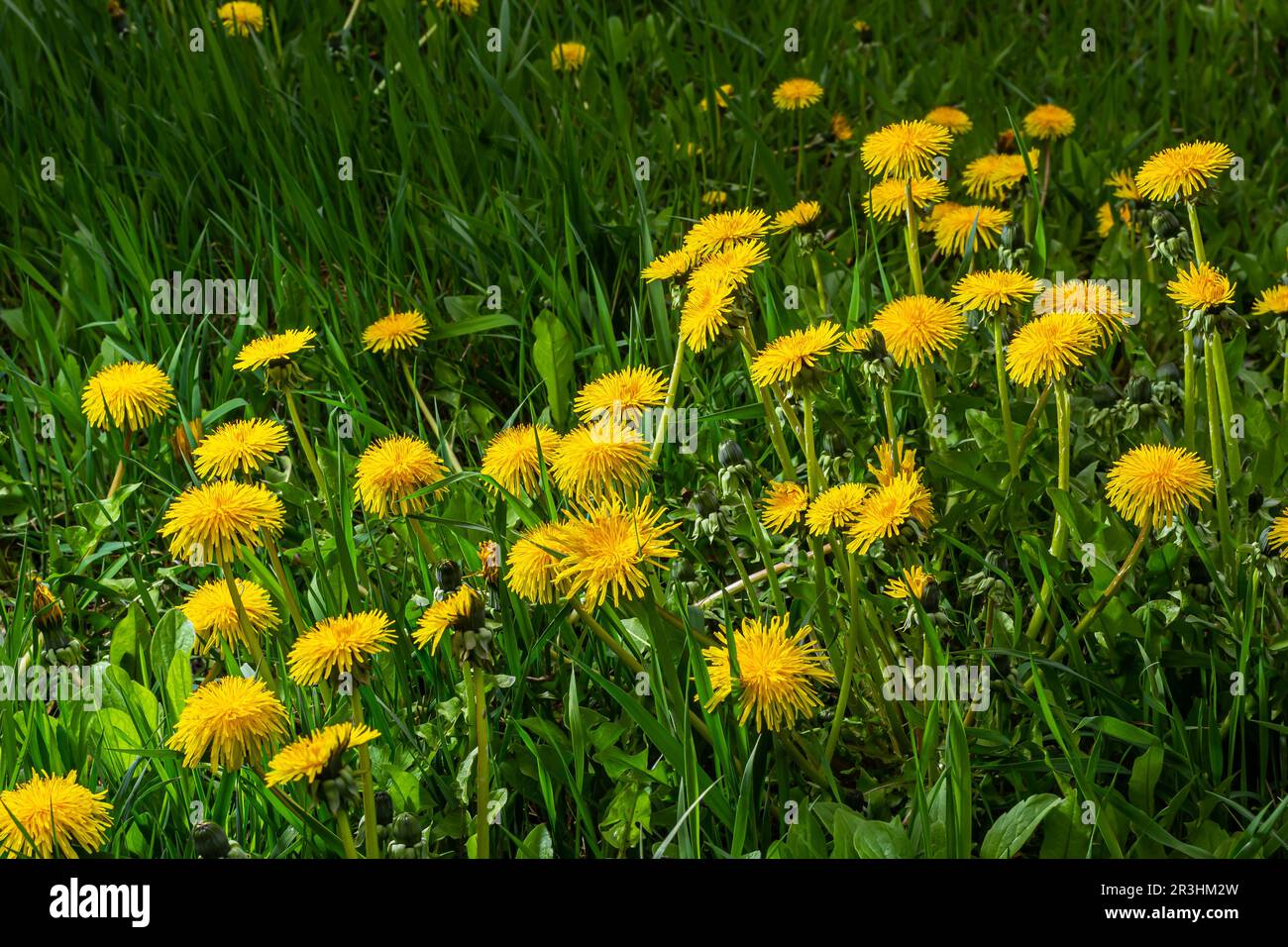 Dandelion flowers on a green meadow in spring. Dandelion flower ...