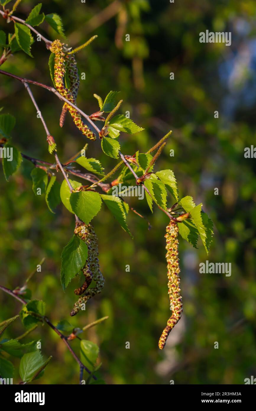 Close up view of flowering yellow catkins on a river birch tree betula ...