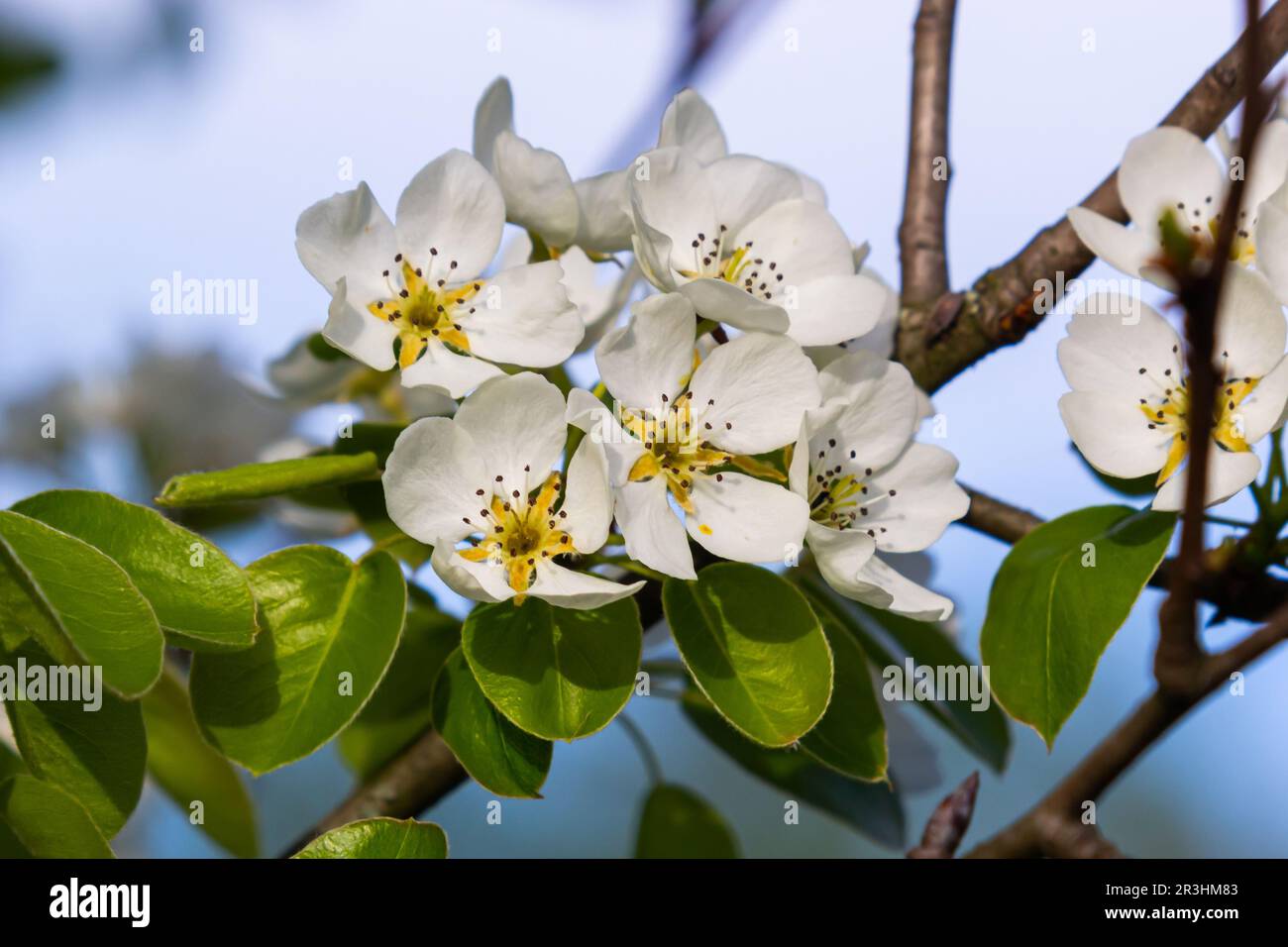 Pear tree flowers up close. white flowers and buds of the fruit tree ...