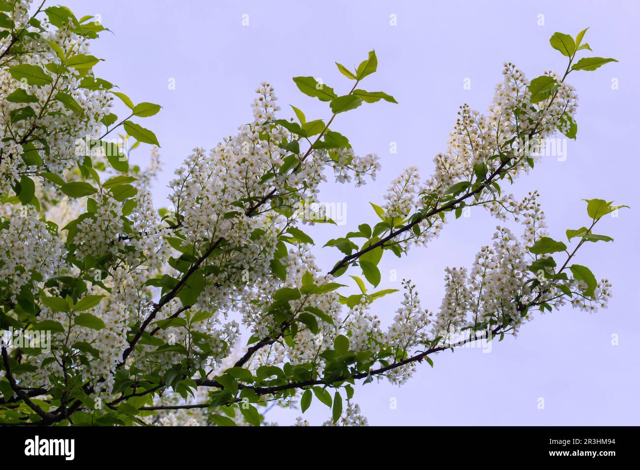 Bird cherry in bloom, spring nature background. White flowers on green ...