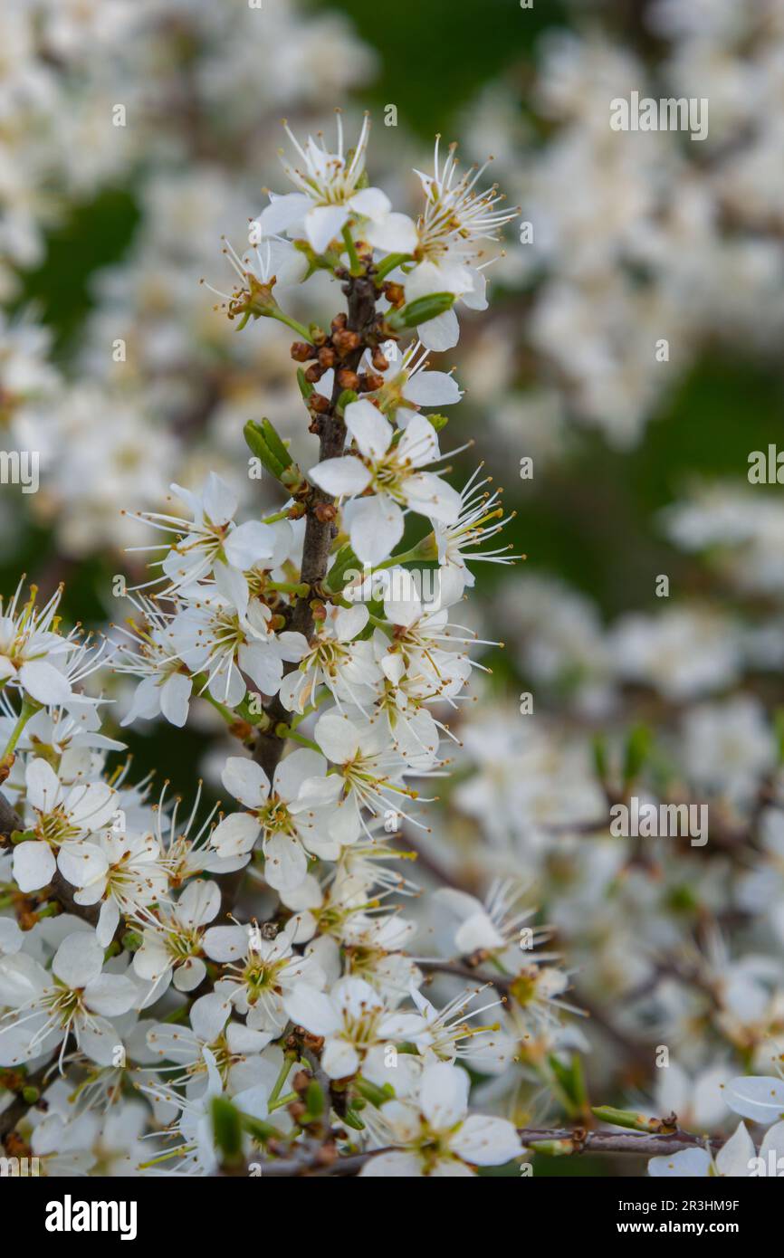 Prunus spinosa, Sloe white flowers in spring. Wild plant from the ...