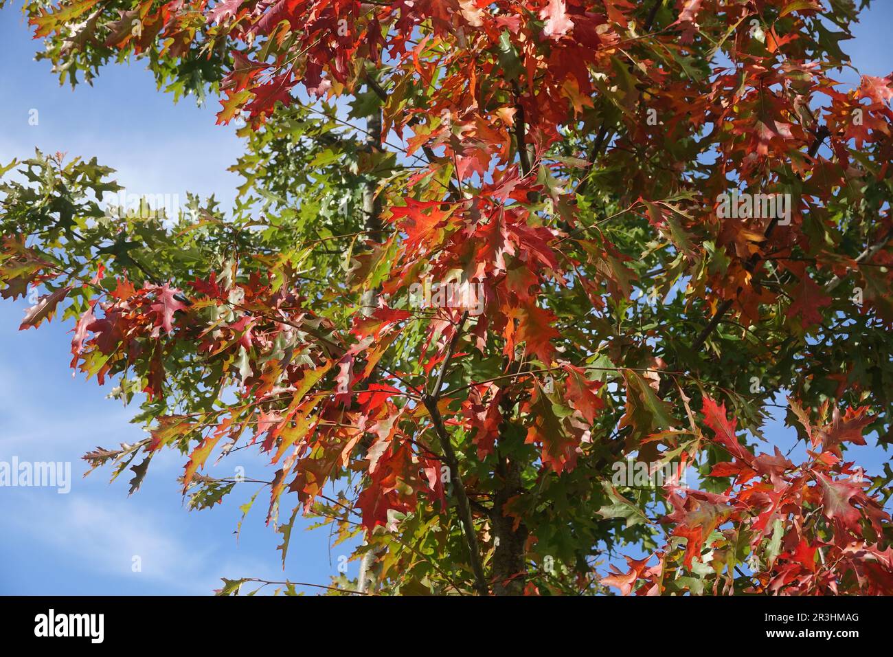 Quercus rubra, American red oak, autumn Stock Photo - Alamy