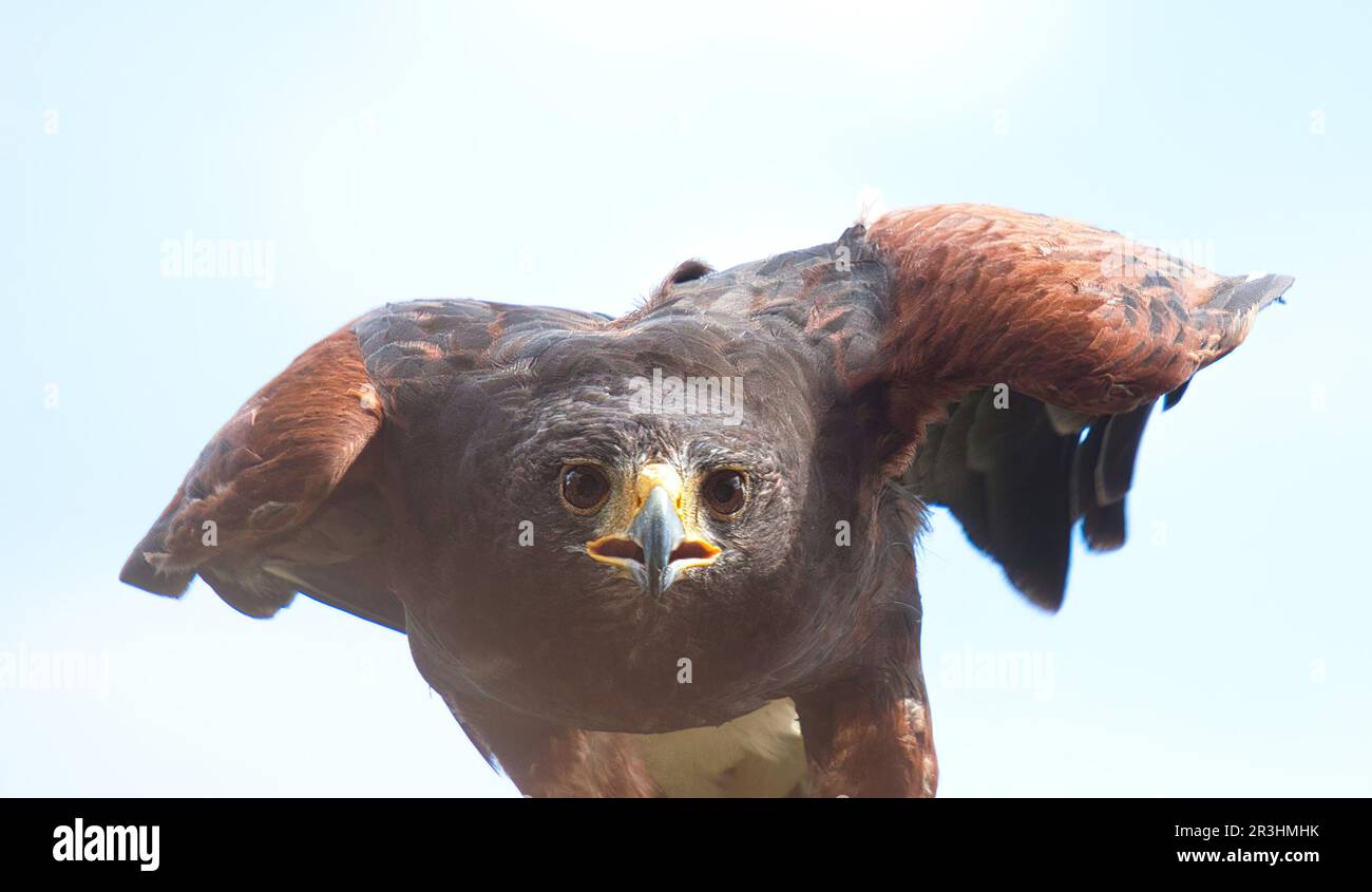 Orange eagle hi-res stock photography and images - Alamy