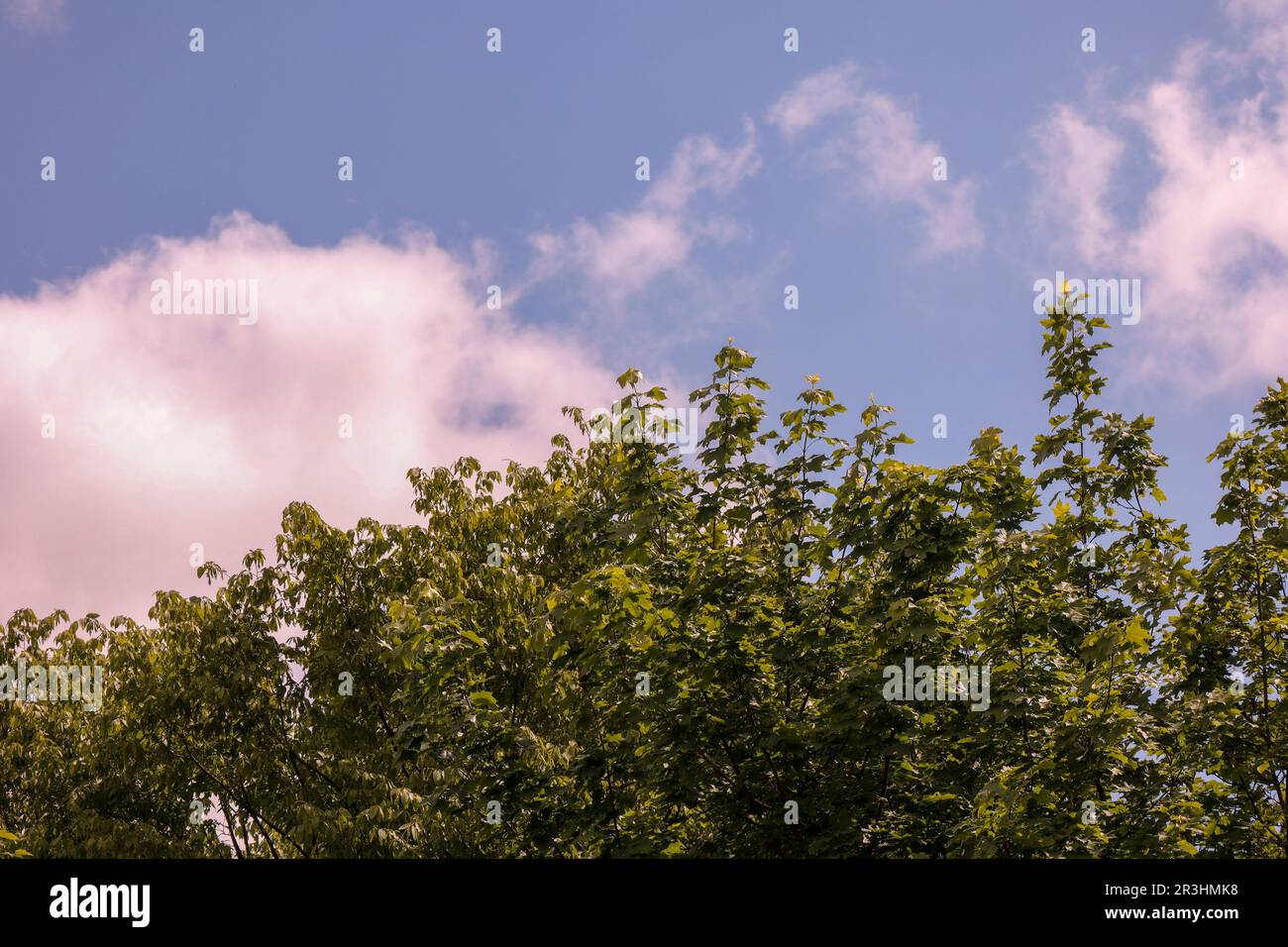 Tapestry of Green: Serene Small Trees Beneath the Blue Sky and Fluffy ...