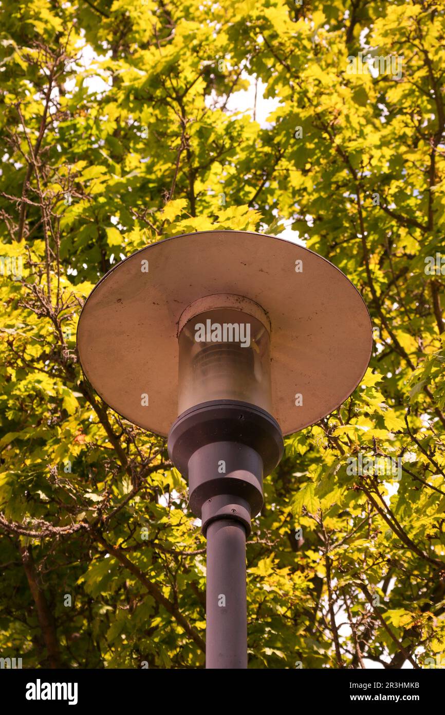 An Old Lantern amidst a Tree with Green Blooming Leaves, against the ...