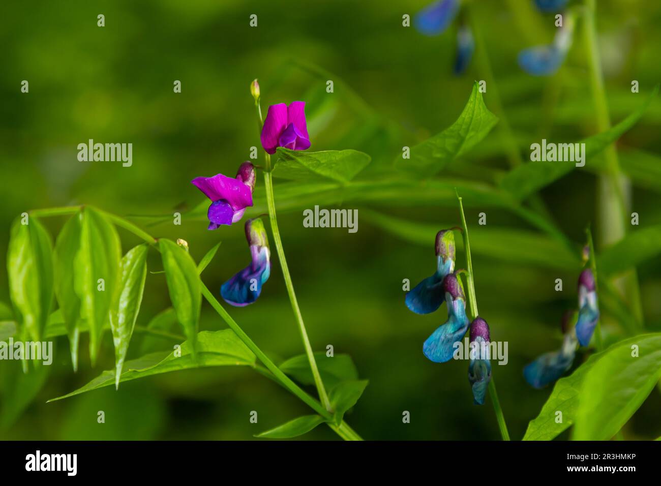 Lathyrus vernus spring vetchling hi-res stock photography and images ...