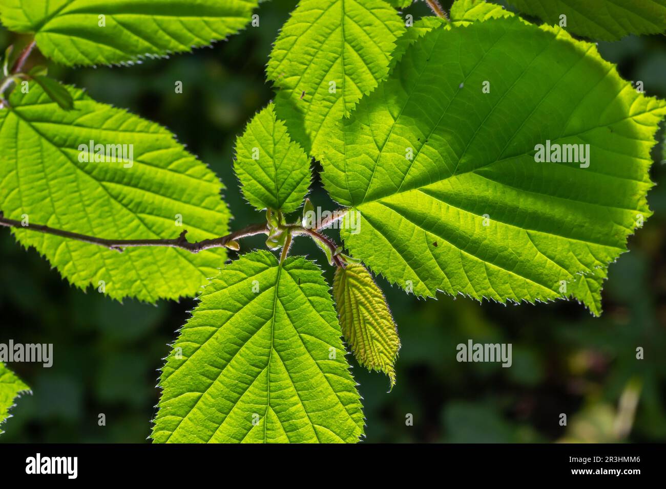 Fresh green Hazel leaves close up on branch of tree in spring with ...