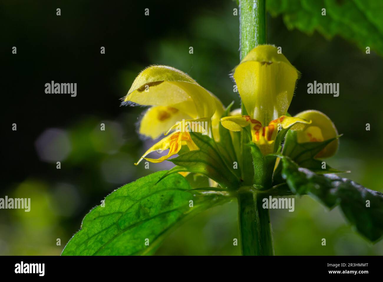 Yellow archangel close up hi-res stock photography and images - Alamy