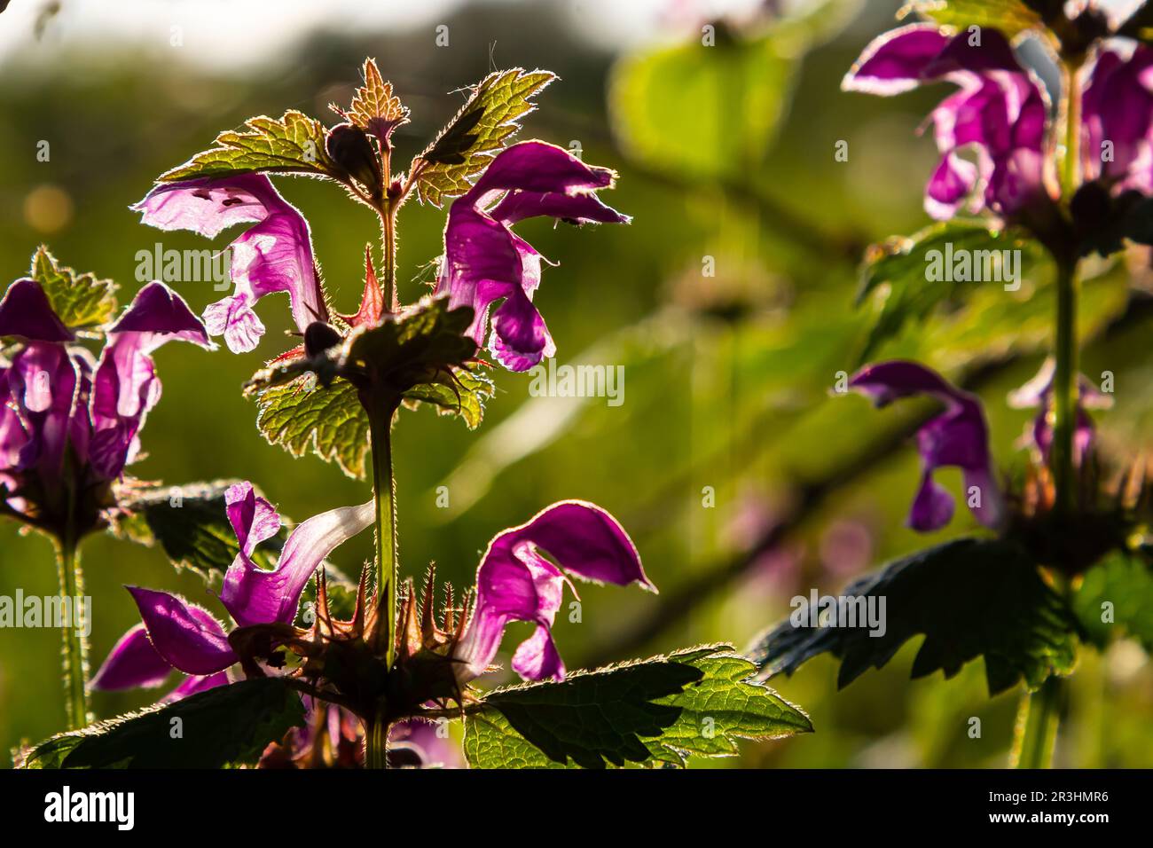 Pink flowers of spotted dead-nettle Lamium maculatum. Medicinal plants ...
