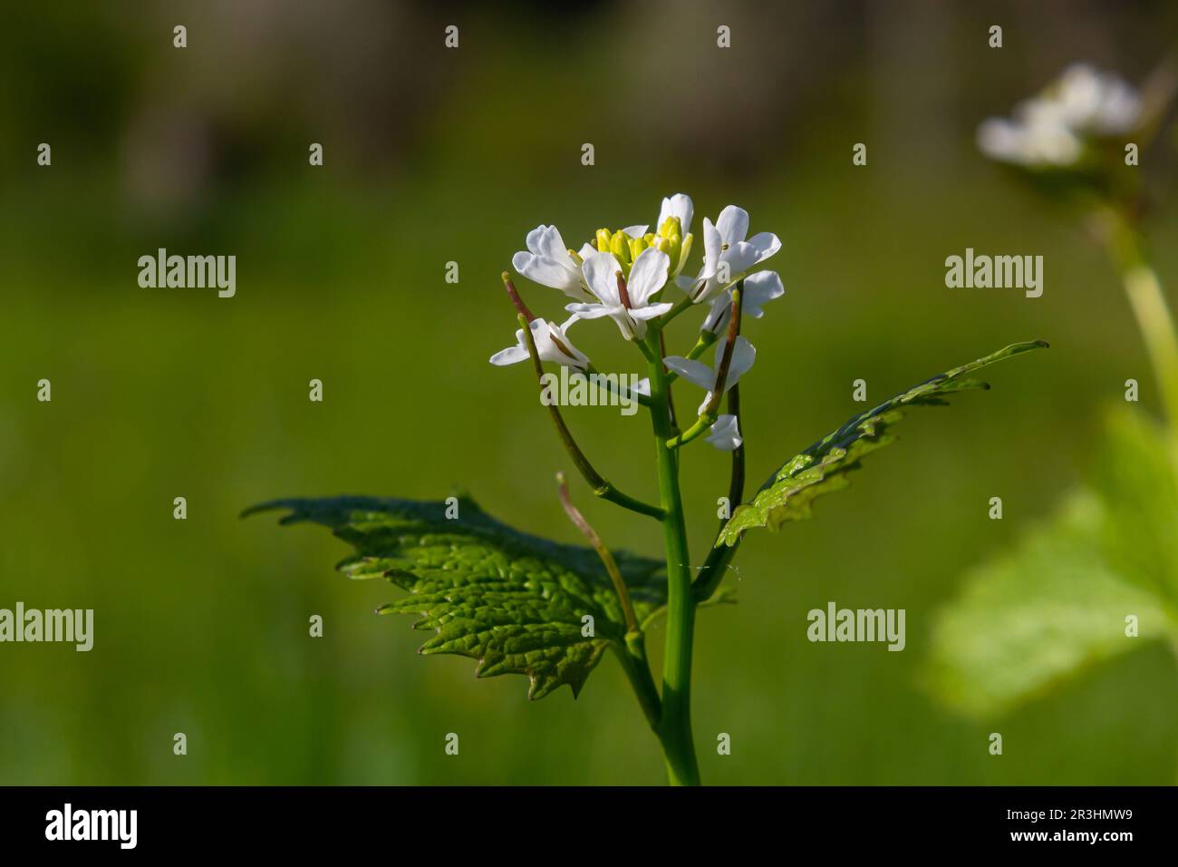 Garlic mustard flowers Alliaria petiolata close up. Alliaria petiolata ...