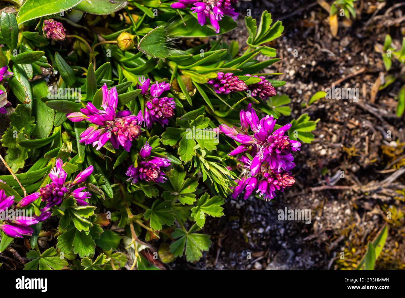 Polygala vulgaris, known as the common milkwort, is a herbaceous ...