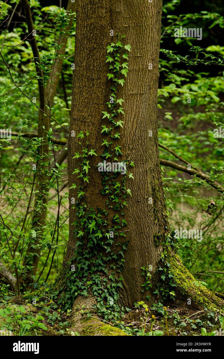 Green ivy wines climbing up a the trunk of a tree Stock Photo - Alamy