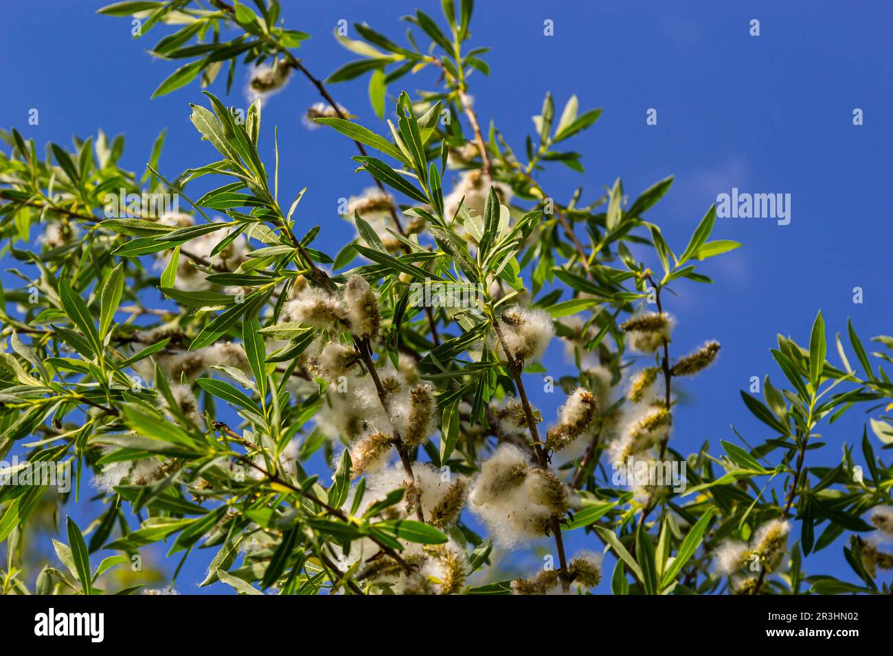 Salix atrocinerea. Close-up of a jack salce branch with the mature ...