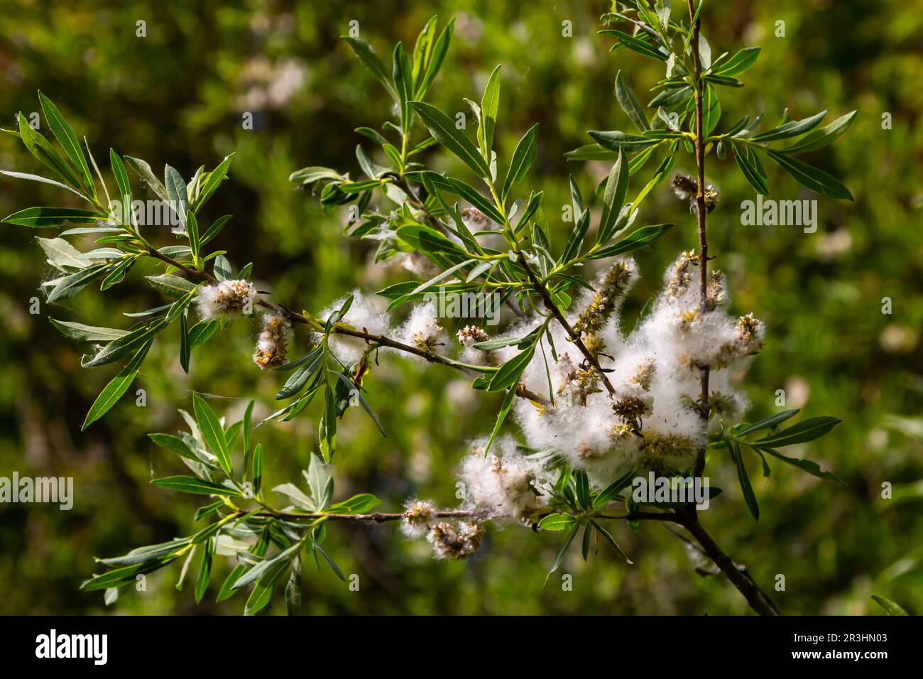 Salix atrocinerea. Close-up of a jack salce branch with the mature ...