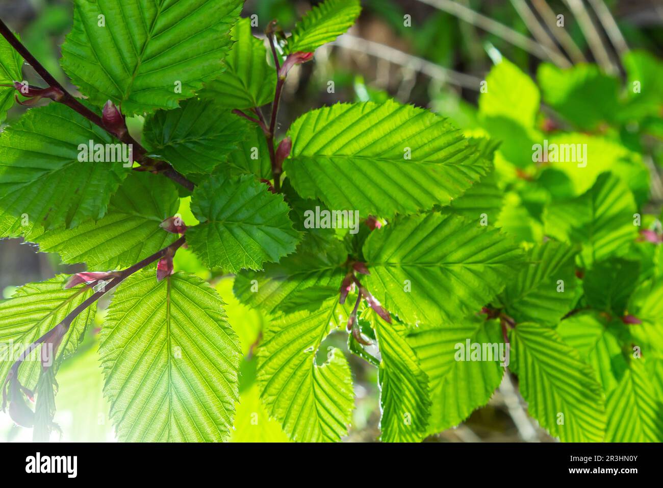 Hornbeam leaf in the sun. Hornbeam tree branch with fresh green leaves ...