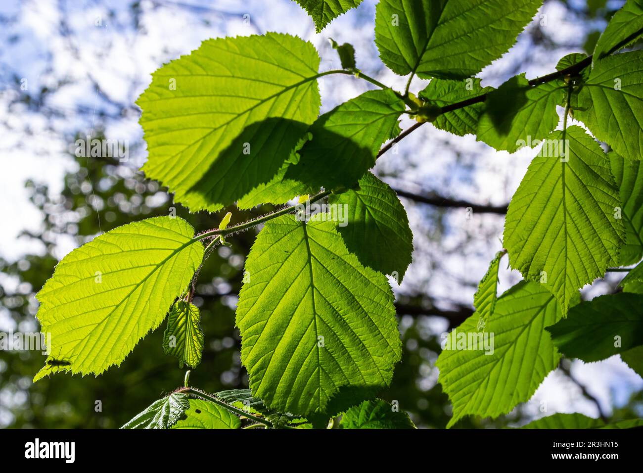 Natural growth structures hi-res stock photography and images - Alamy