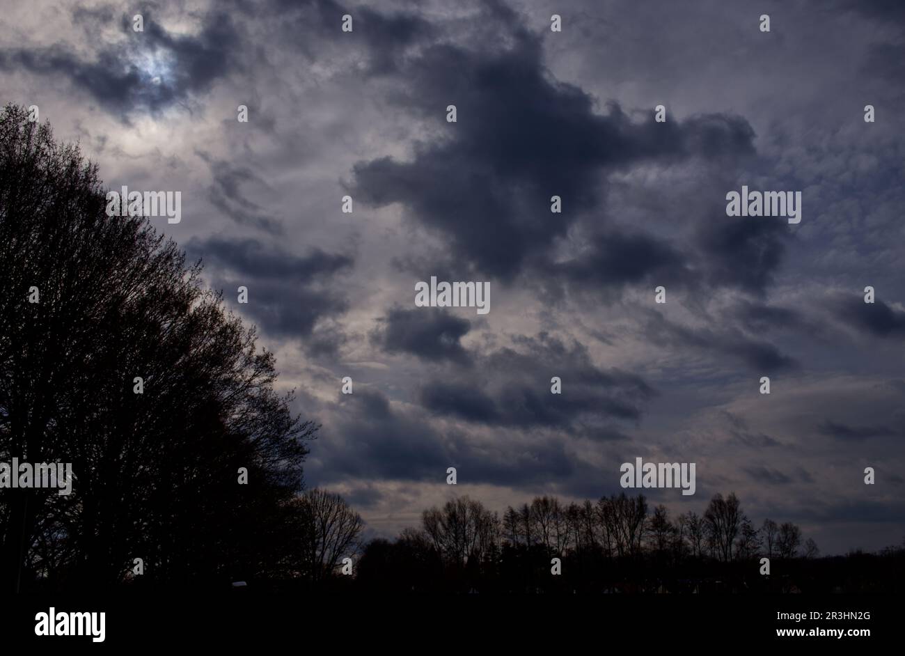 Grey trees hi-res stock photography and images - Alamy