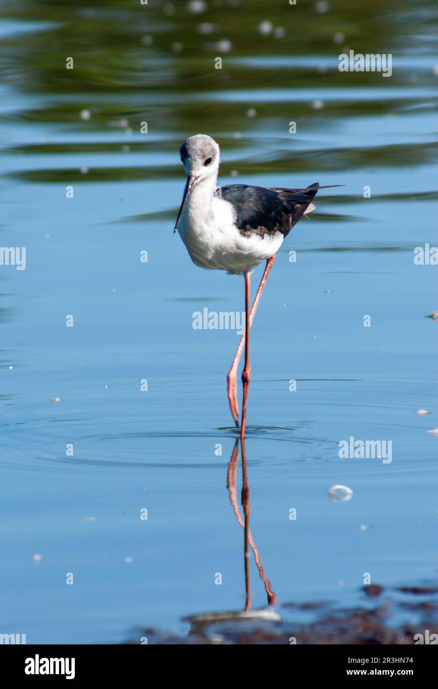 Pied Stilt, white-headed stilt, Himantopus leucocephalus Stock Photo ...