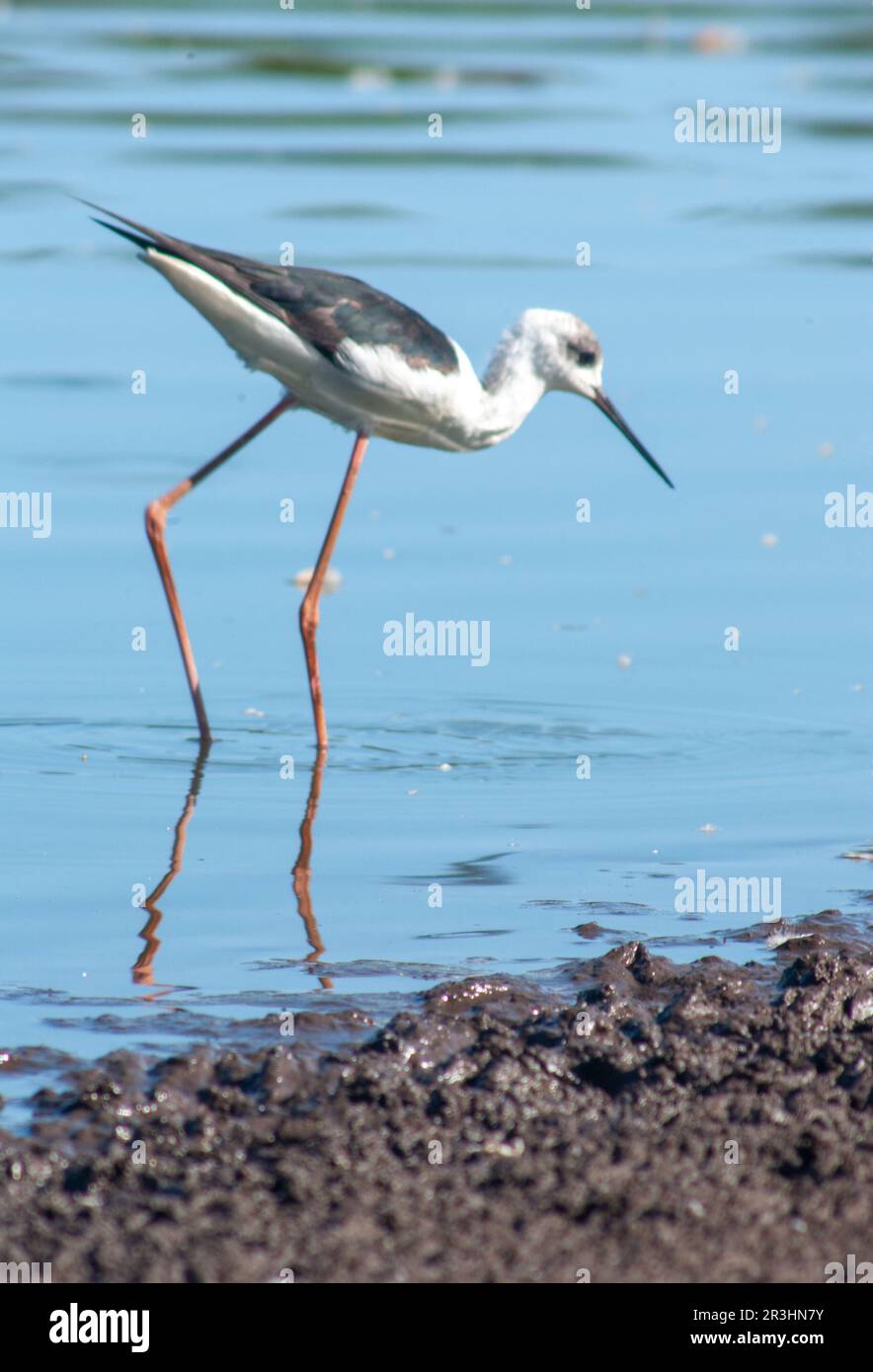 Pied Stilt, white-headed stilt, Himantopus leucocephalus Stock Photo ...