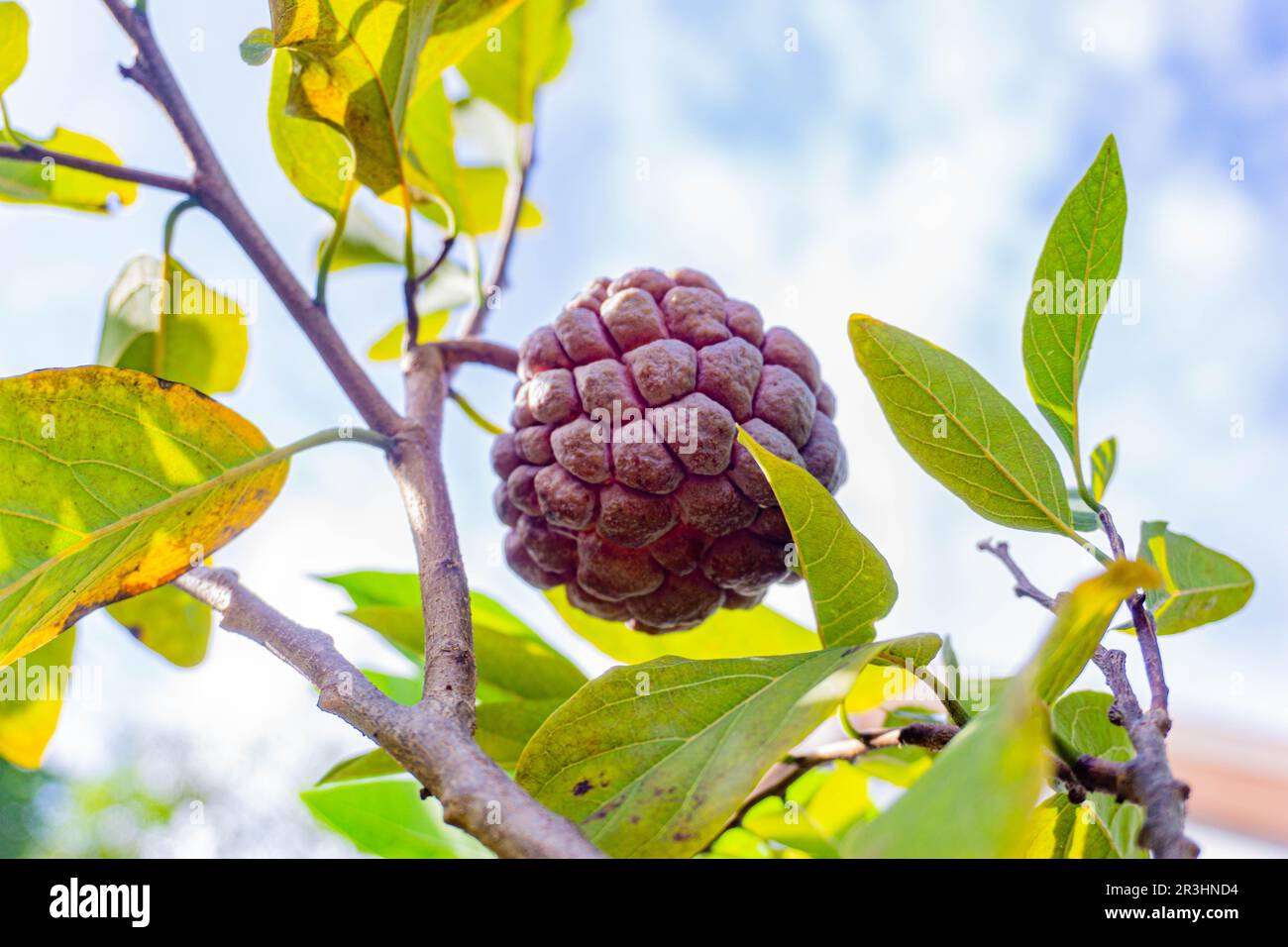 The purple custard apple (Annona squamosa Linn) bears fruit between the ...