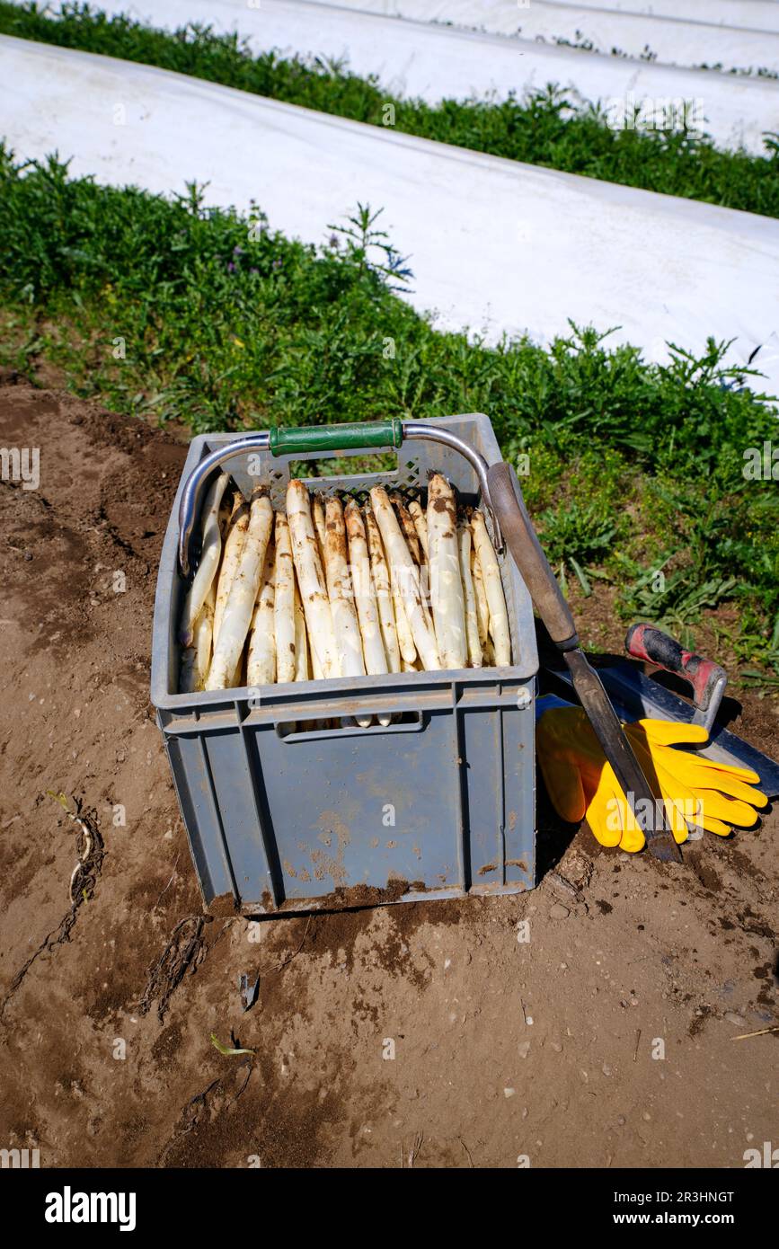 Asparagus picks hi-res stock photography and images - Alamy
