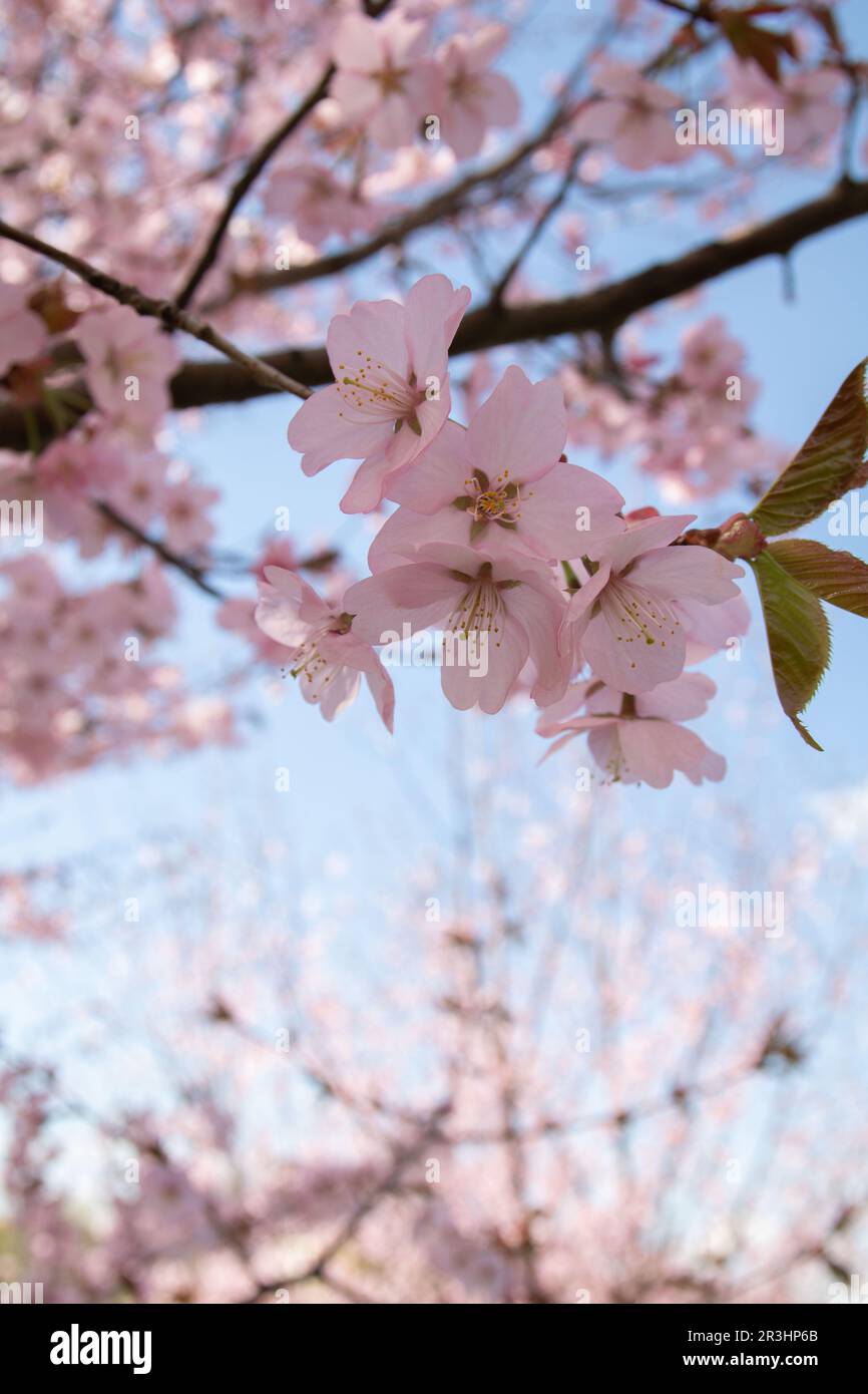 Single branch cherry blossom tree hi-res stock photography and images ...