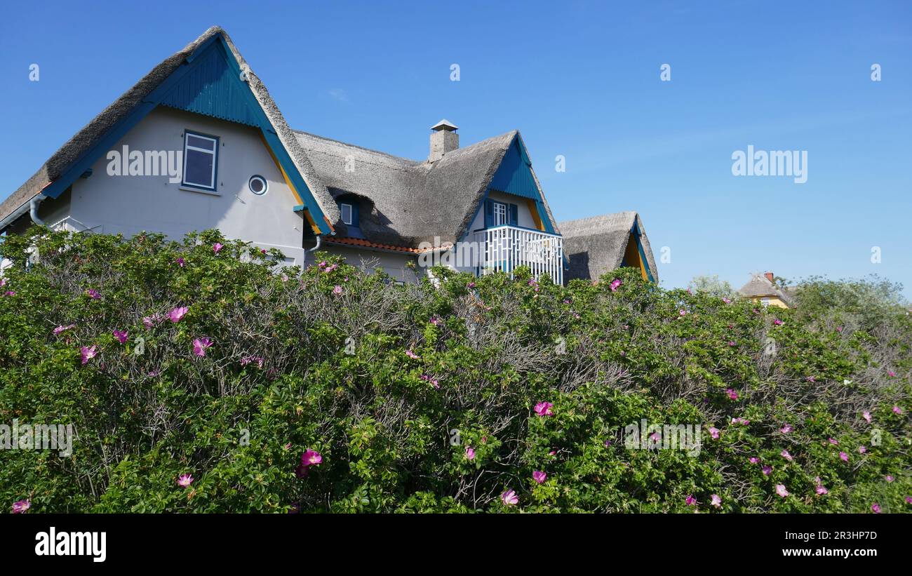 Thatched roof house behind a wild rose hedge Stock Photo - Alamy