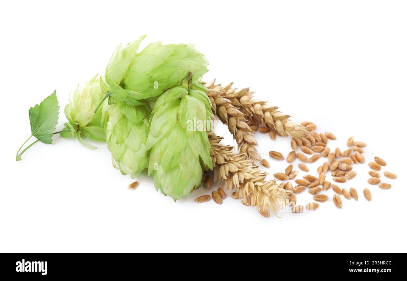 Fresh green hops, wheat spikes and grains on white background Stock ...