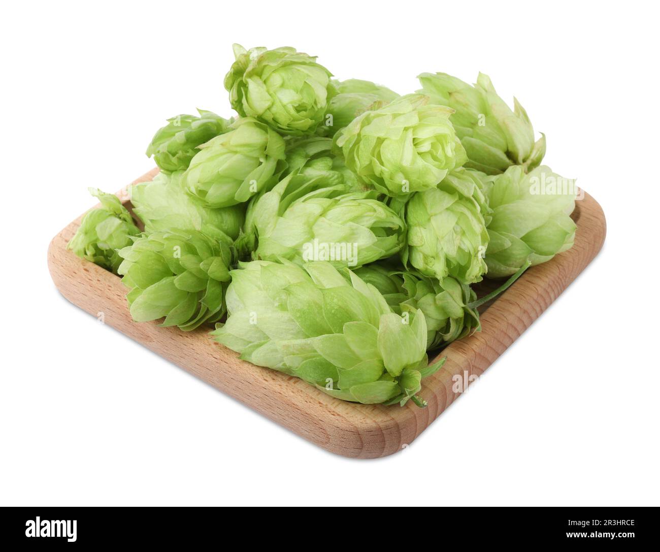 Many fresh green hops on white background Stock Photo - Alamy