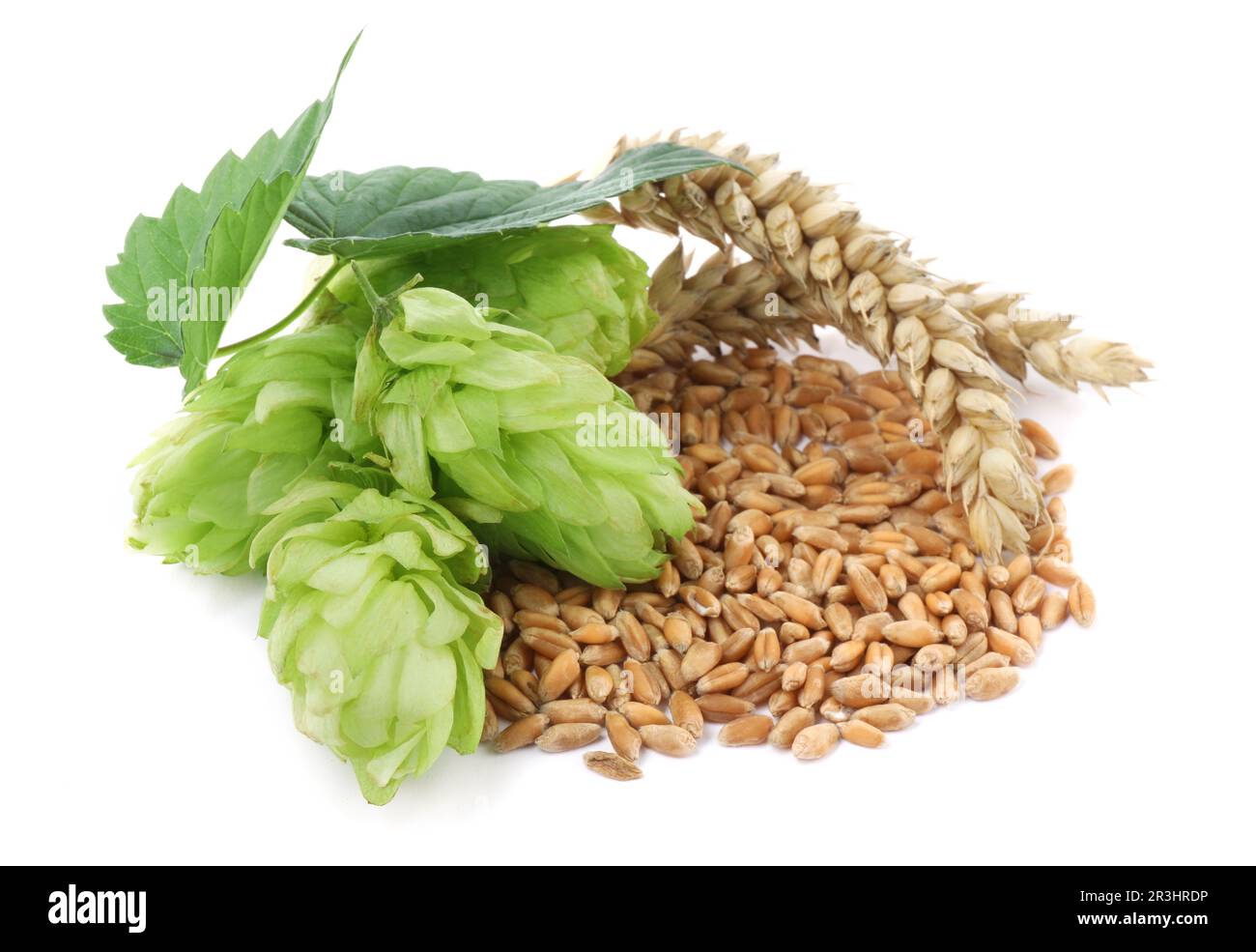 Fresh green hops, wheat spikes and grains on white background Stock ...