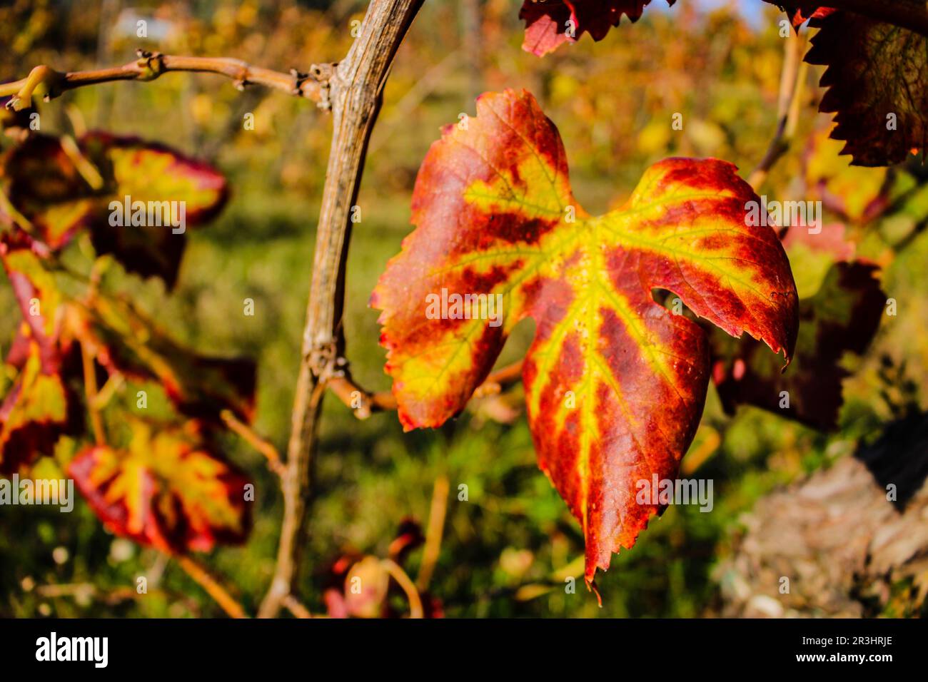Autumn grapevine leaves Stock Photo - Alamy