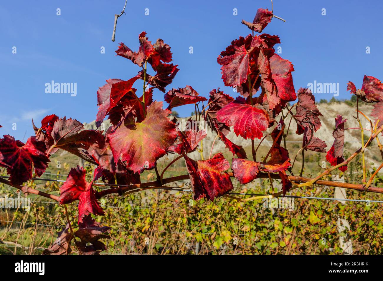 Yellow grapevine leaves hi-res stock photography and images - Alamy